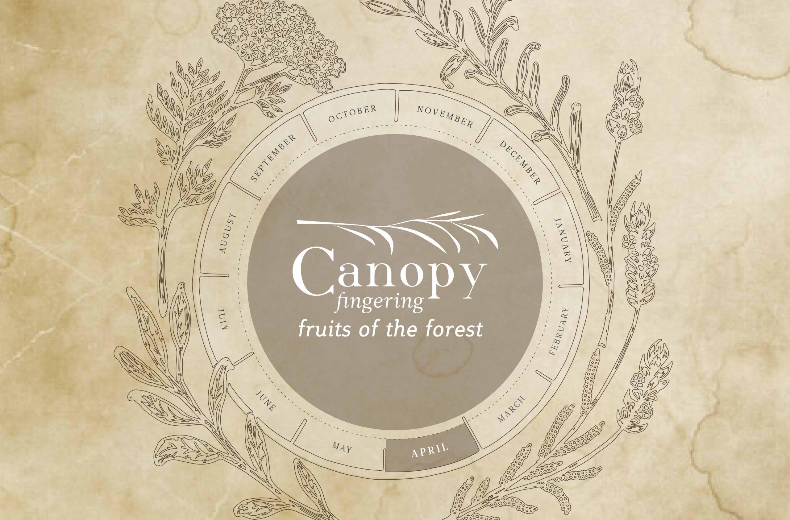 Yarn of the Month - Canopy Fingering – The Fibre Co.